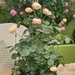 Photo of the bloom of Rose (Rosa 'Dannahue') posted by RachaelHunter ...