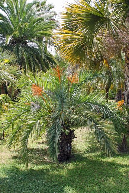 Photo of the entire plant of Wild Date Palm (Phoenix sylvestris) posted ...