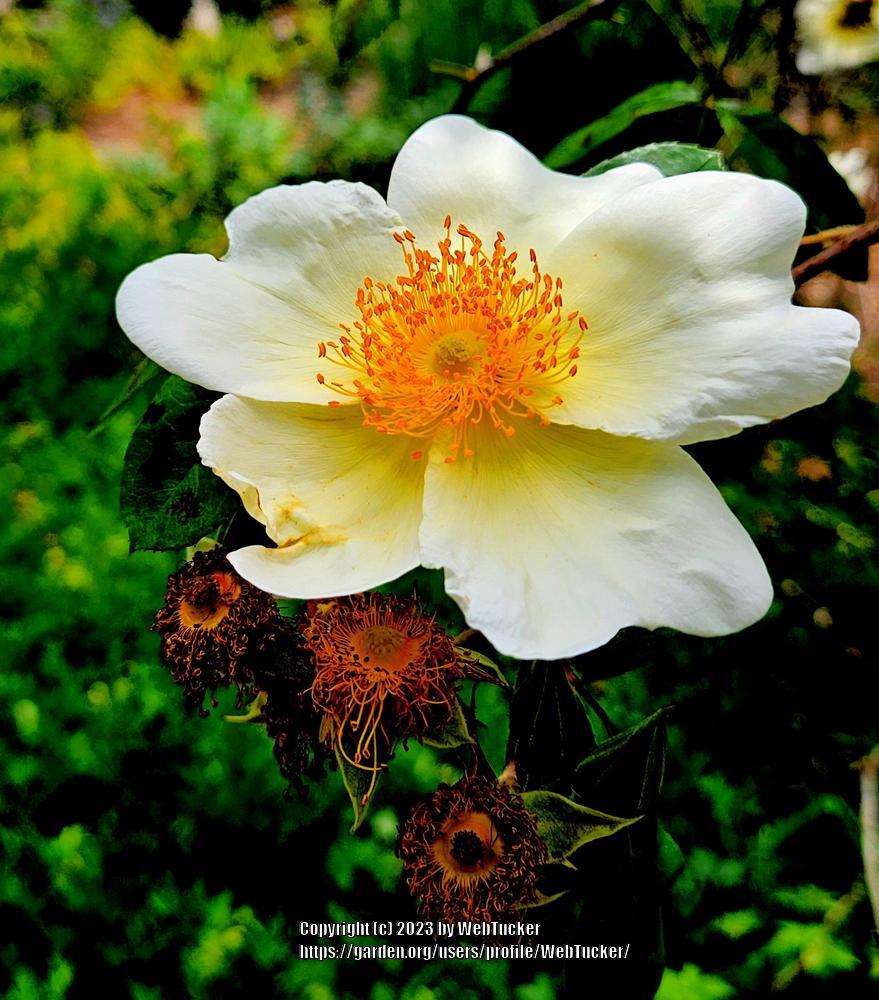 Photo of the bloom of Rose (Rosa bracteata) posted by WebTucker ...