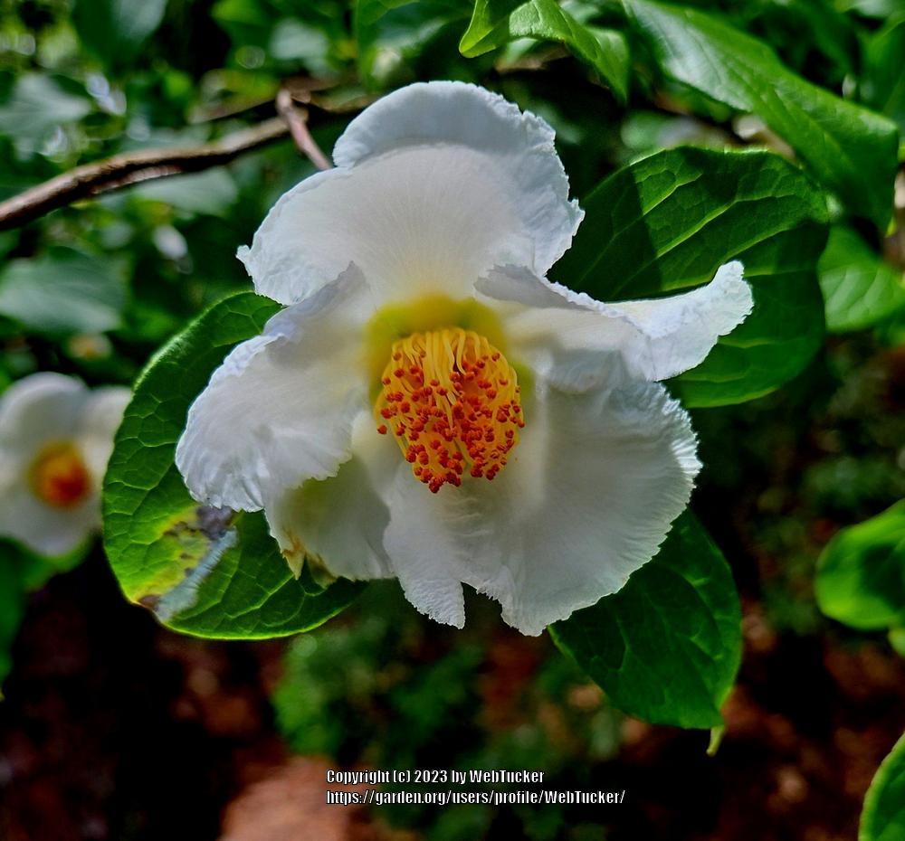 Photo of the bloom of Japanese Stewartia (Stewartia pseudocamellia ...