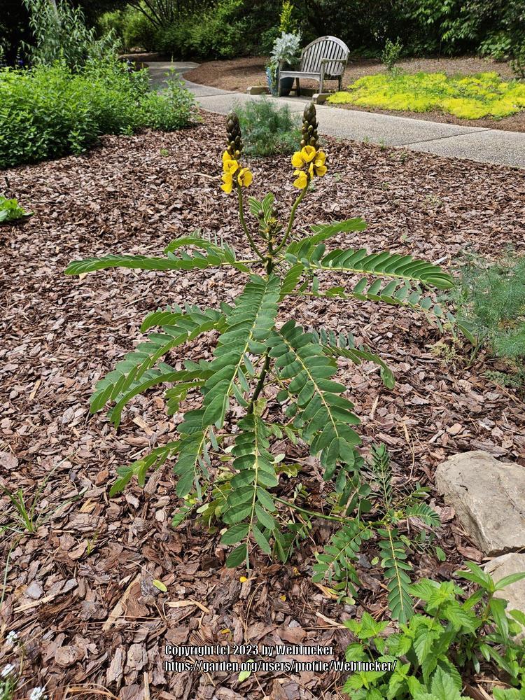 Photo of the entire plant of Popcorn Cassia (Senna didymobotrya) posted ...