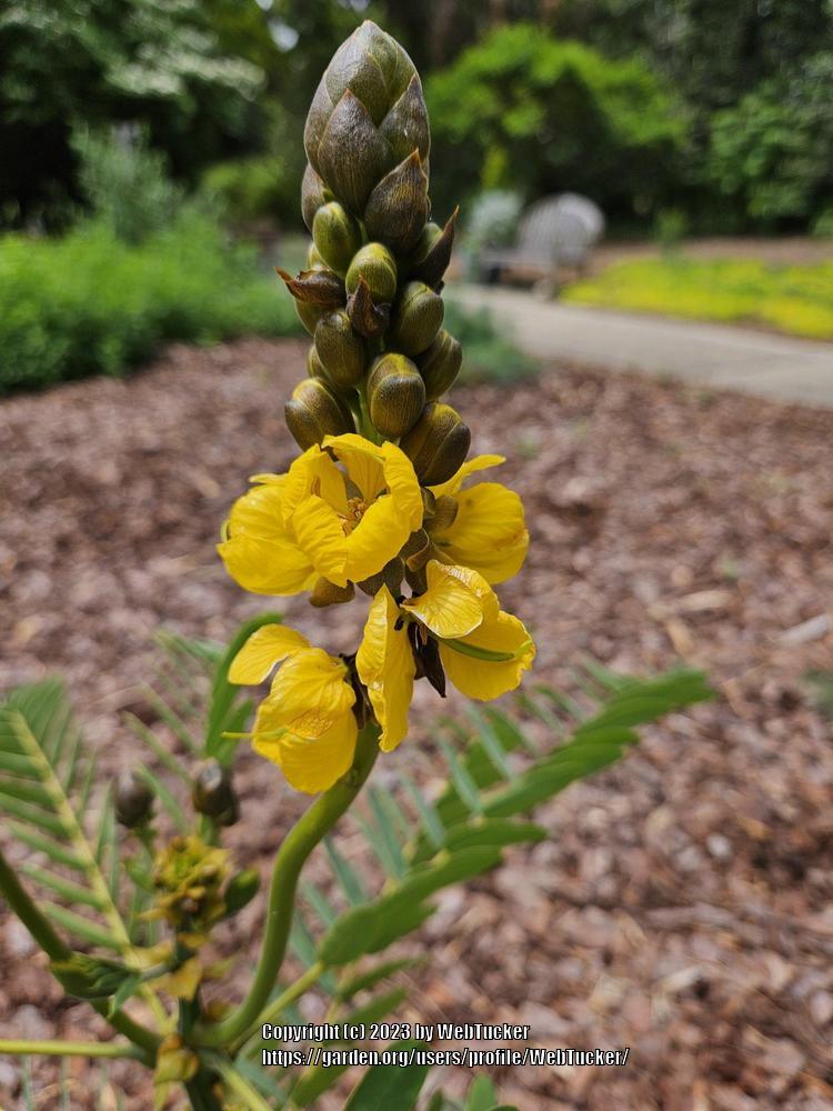 Photo of the bloom of Popcorn Cassia (Senna didymobotrya) posted by ...