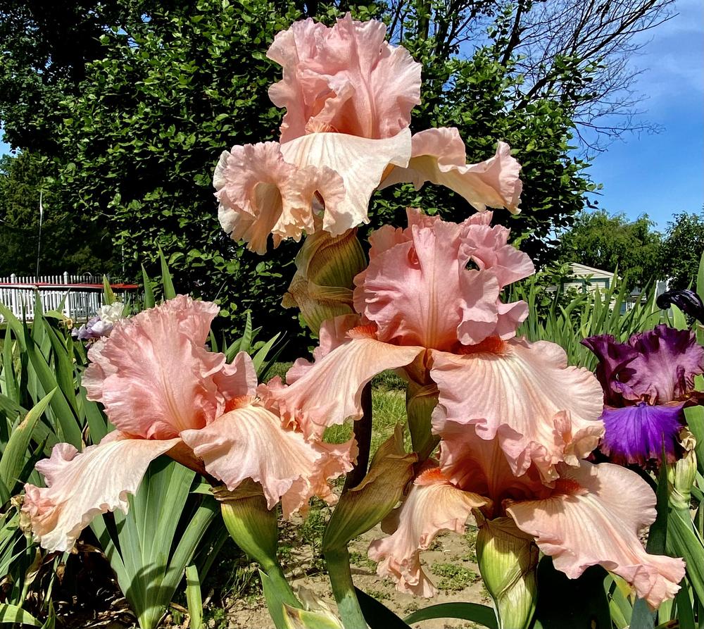 Photo of the bloom of Tall Bearded Iris (Iris 'Fantasy in Pink') posted ...