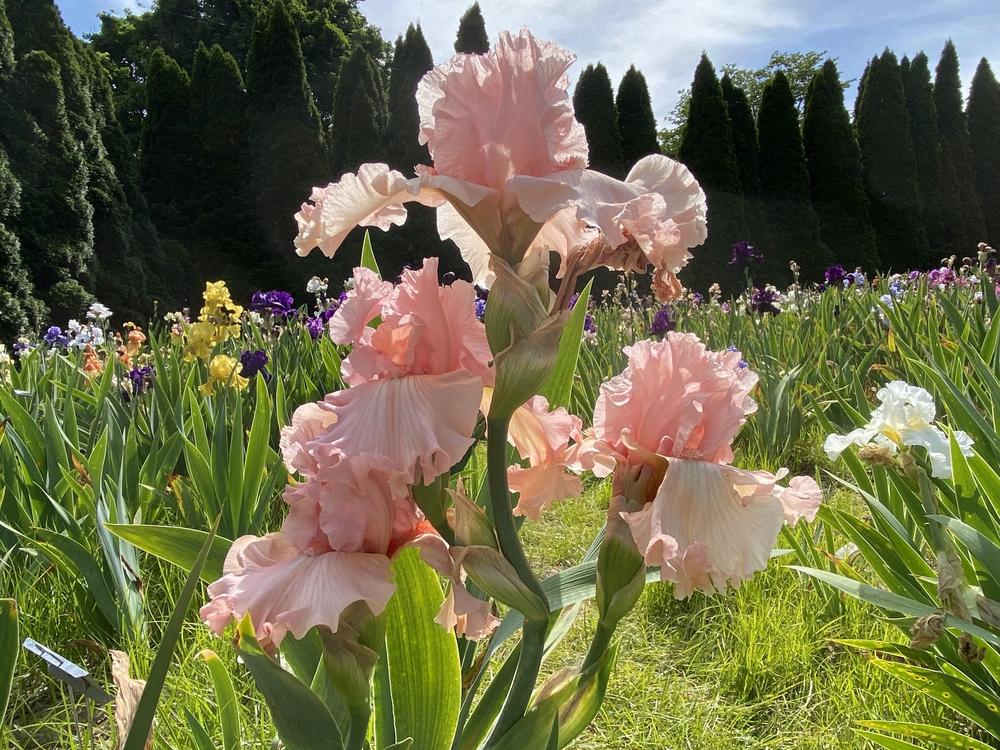 Photo of the entire plant of Tall Bearded Iris (Iris 'Fantasy in Pink ...