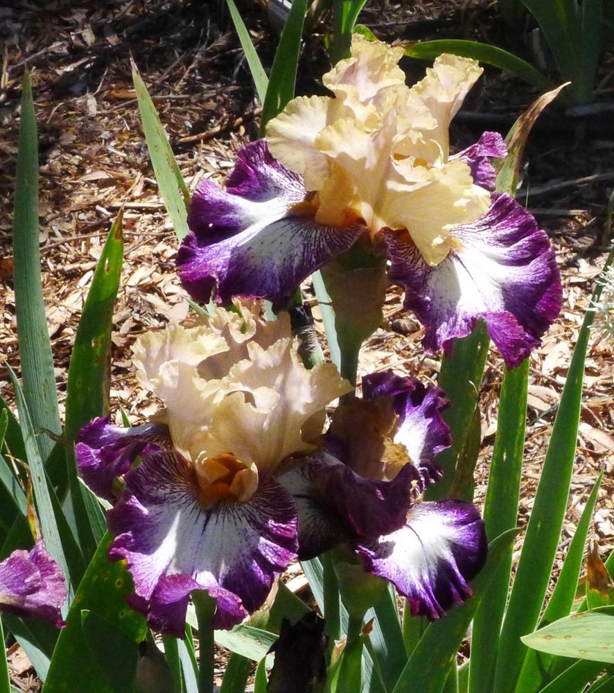 Photo of the bloom of Tall Bearded Iris (Iris 'Margin Call') posted by ...