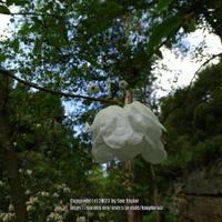 Photo of the bloom of Wilson's Magnolia (Magnolia wilsonii) posted by ...