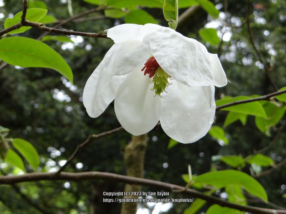 Photo of the bloom of Wilson's Magnolia (Magnolia wilsonii) posted by ...