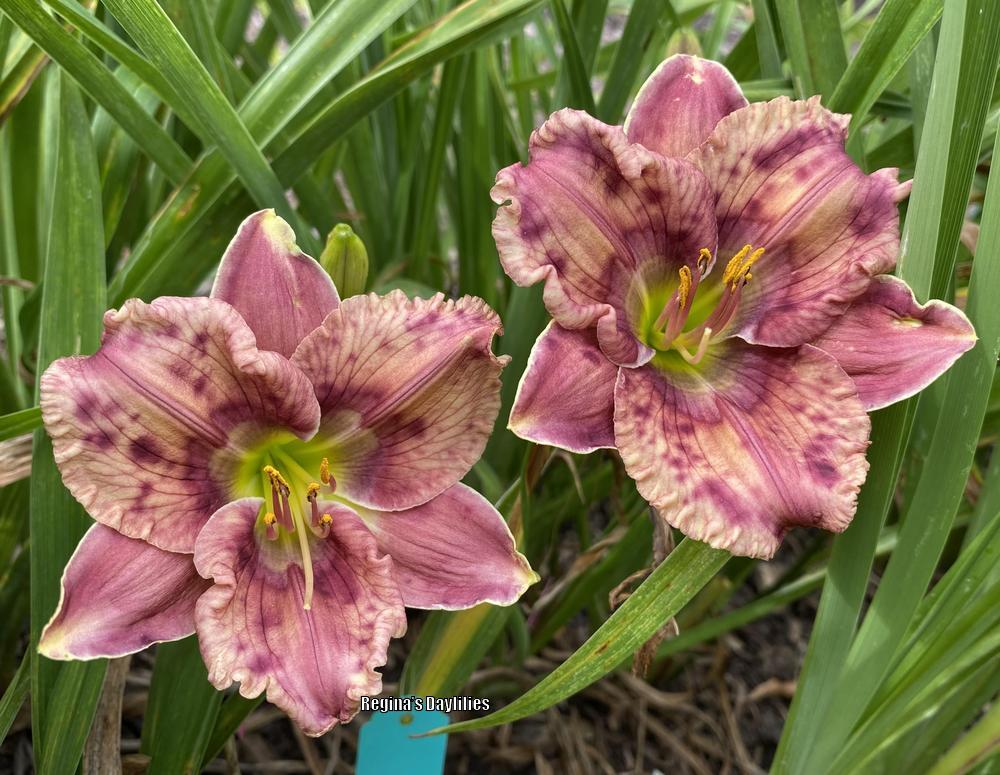 Photo of the bloom of Daylily (Hemerocallis 'Polka Dot Passion') posted ...