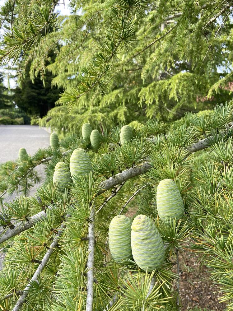 Photo of the cone of Deodar Cedar (Cedrus deodara) posted by Calif_Sue ...