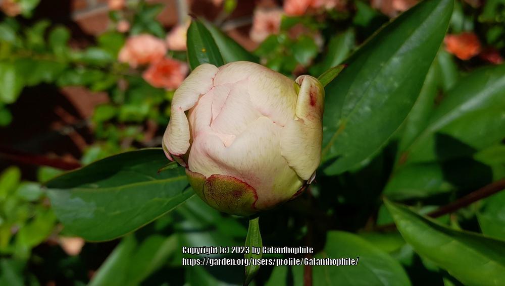 Photo of the closeup of buds, sepals and receptacles of Garden Peony ...