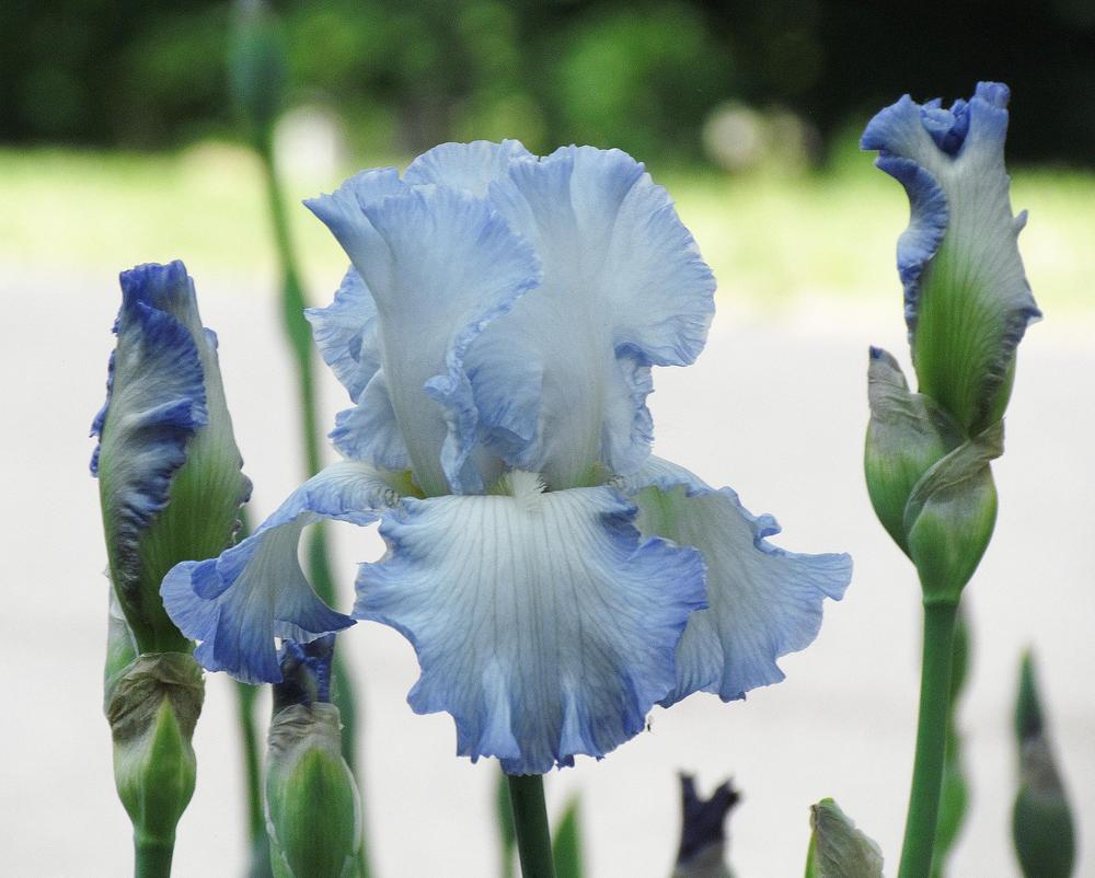 Photo of the bloom of Tall Bearded Iris (Iris 'Stan Coates') posted by ...