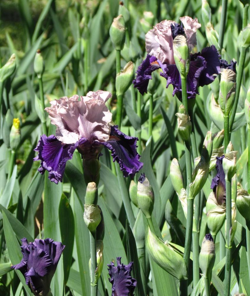 Photo of the entire plant of Tall Bearded Iris (Iris 'A Little Less ...