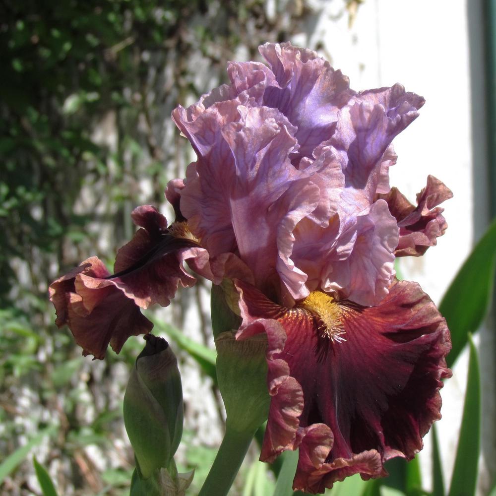 Photo of the bloom of Tall Bearded Iris (Iris 'Gem Trader') posted by ...