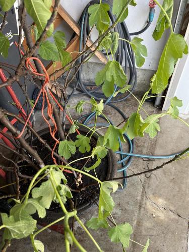 Fig trees in the Ask a Question forum - Garden.org
