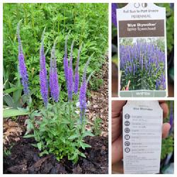 Photo of the entire plant of Spike Speedwell (Veronica longifolia 'Blue ...