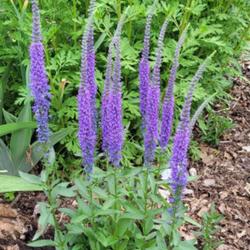 Spike Speedwell (Veronica longifolia 'Blue Skywalker') in the Veronicas ...