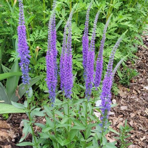 Spike Speedwell (Veronica longifolia 'Blue Skywalker') in the Veronicas ...