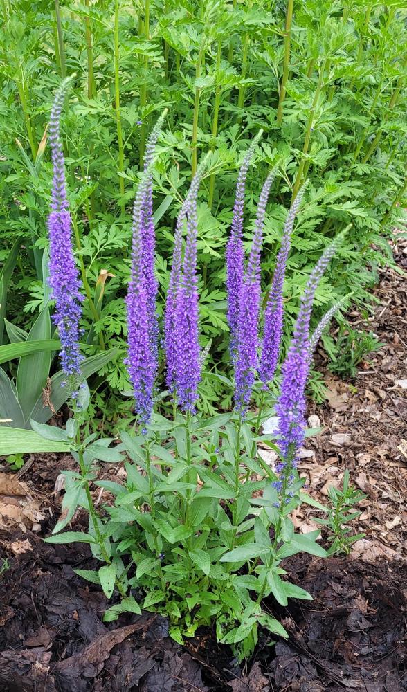 Photo of the entire plant of Spike Speedwell (Veronica longifolia 'Blue ...