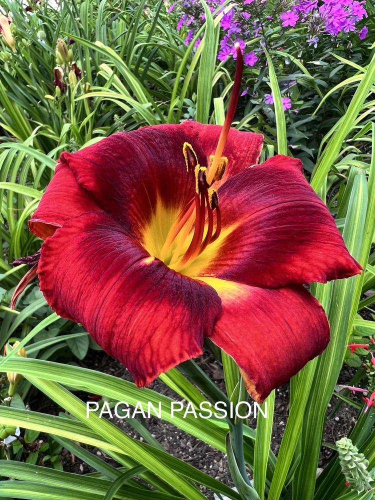 Daylily (Hemerocallis 'Pagan Passion') in the Daylilies Database ...