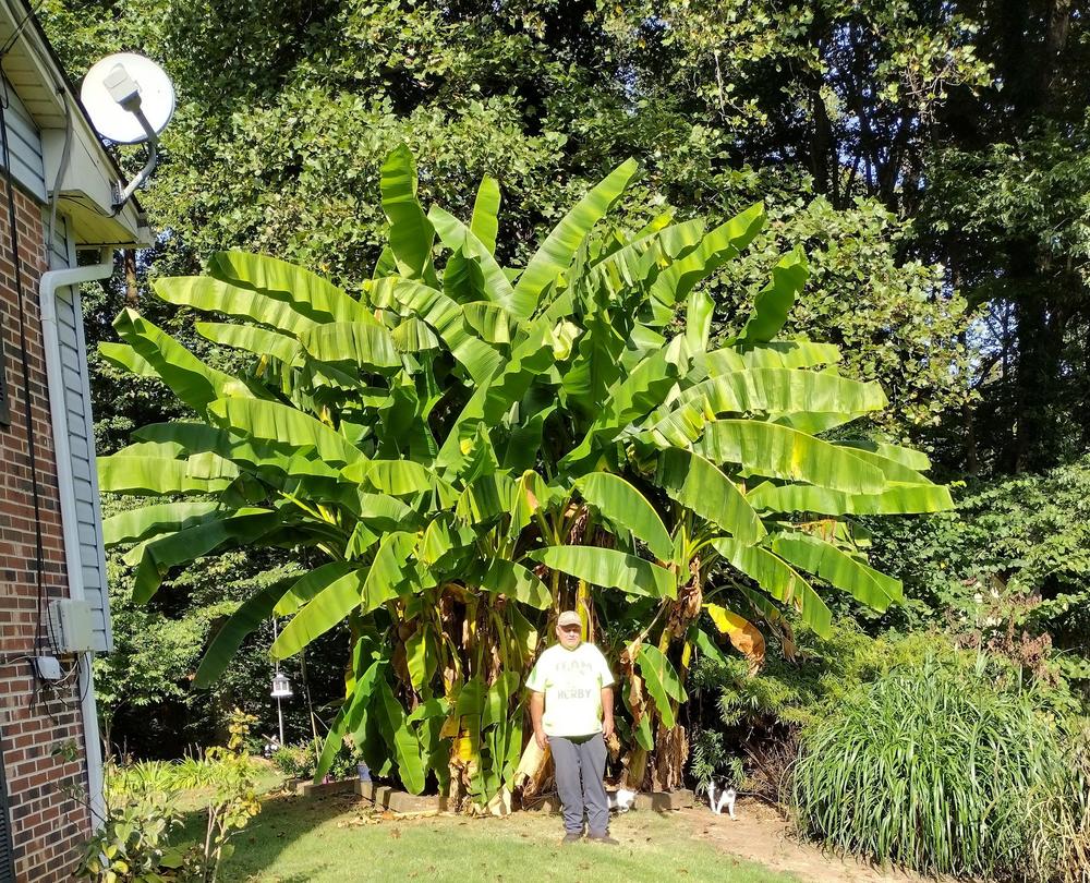 Photo of the habitat view of Japanese Hardy Banana (Musa basjoo) posted ...