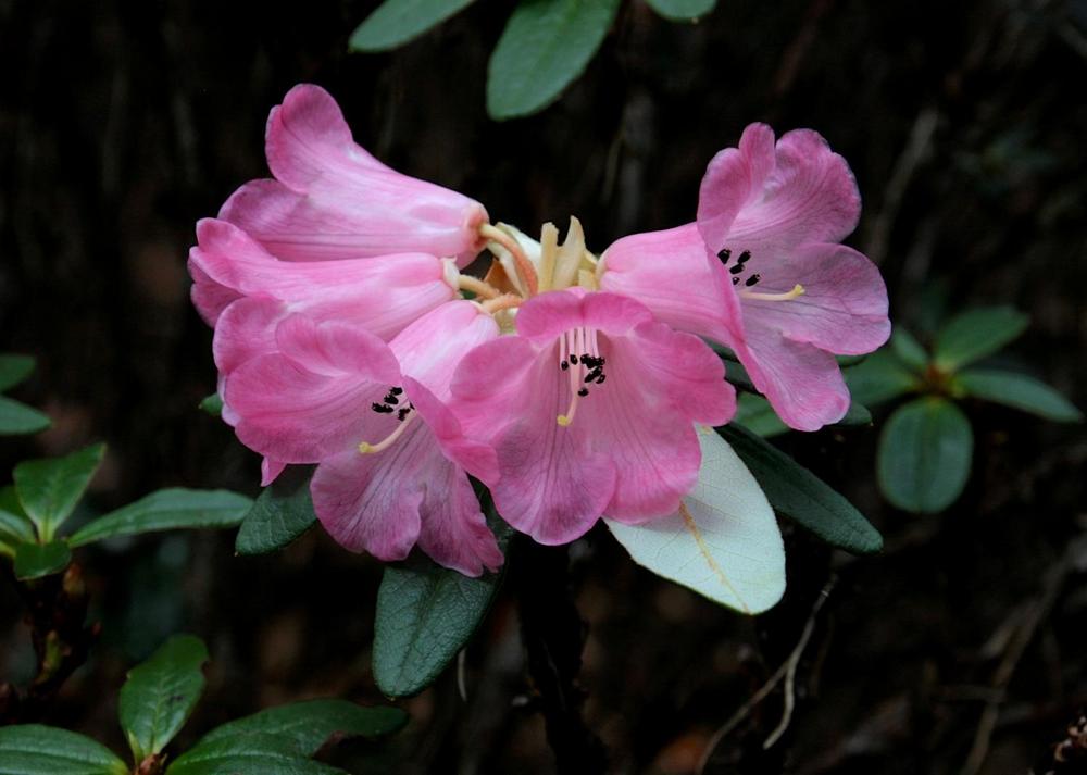 Photo of the stamens, filaments and pistils of Rhododendron ...