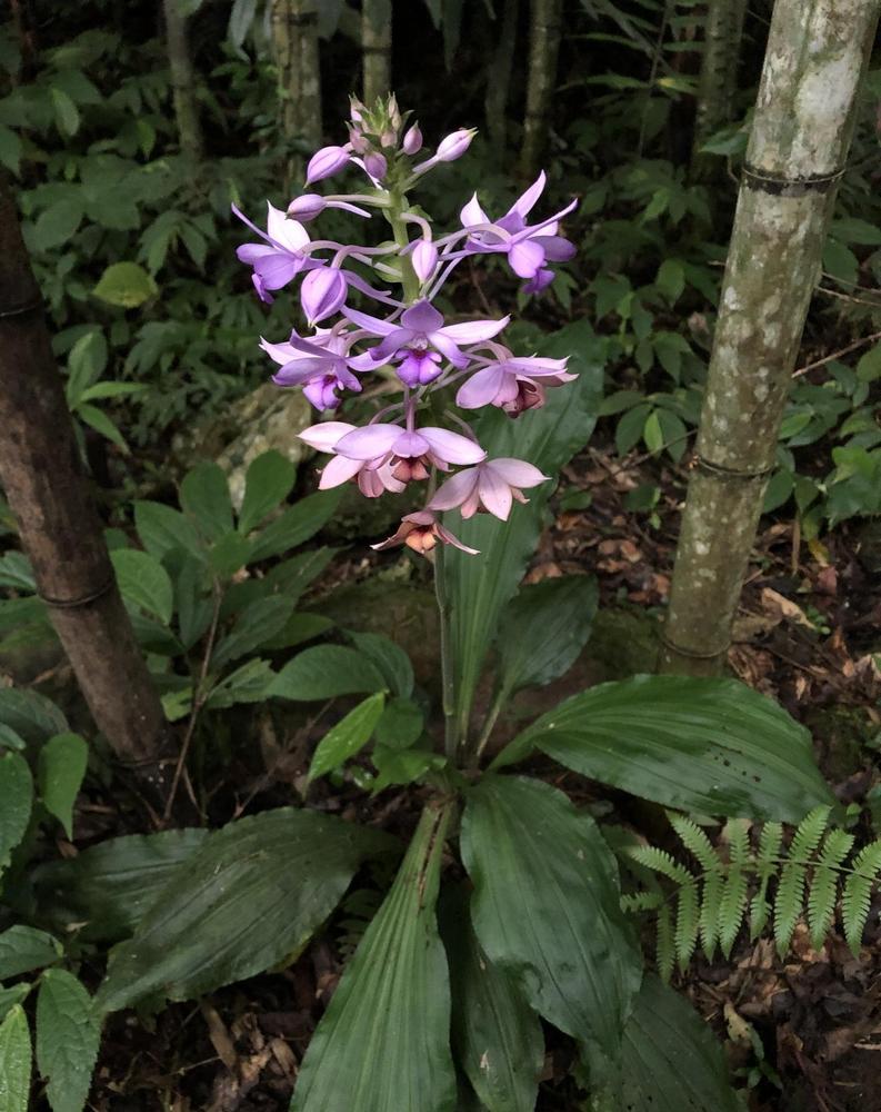 Photo of the habitat view of Orchid (Calanthe masuca) posted by ...