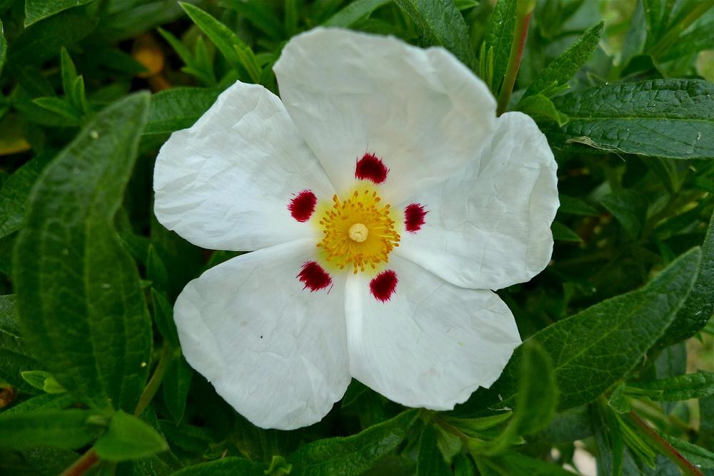 Photo of the bloom of Rock Rose (Cistus x dansereaui 'Decumbens ...