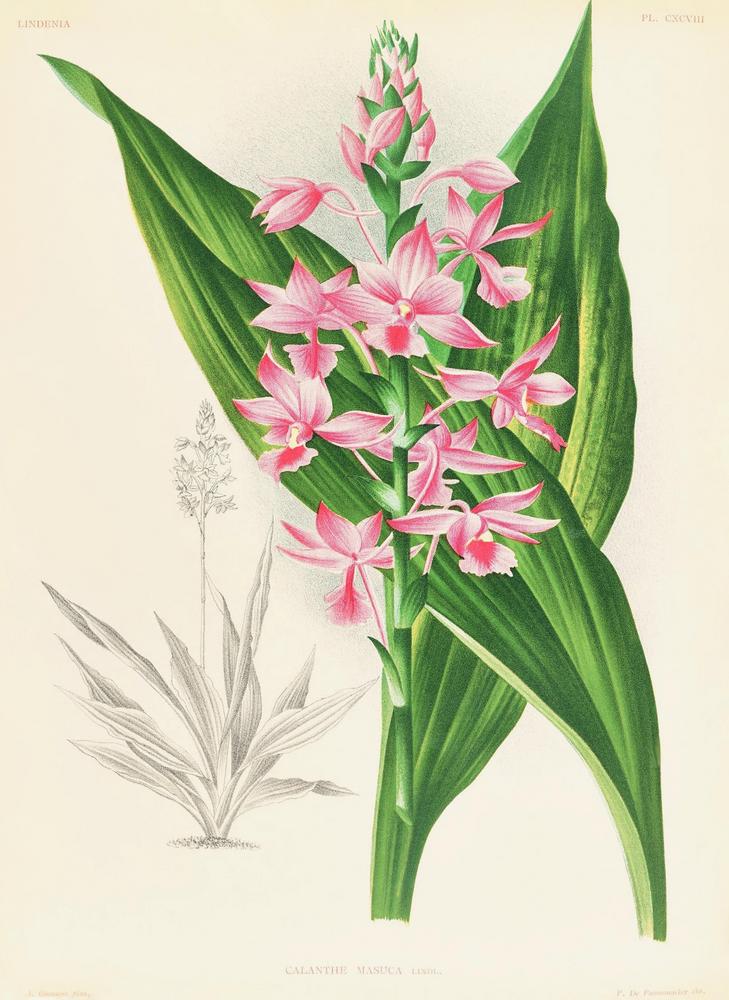 Photo of the documentation of Orchid (Calanthe masuca) posted by ...