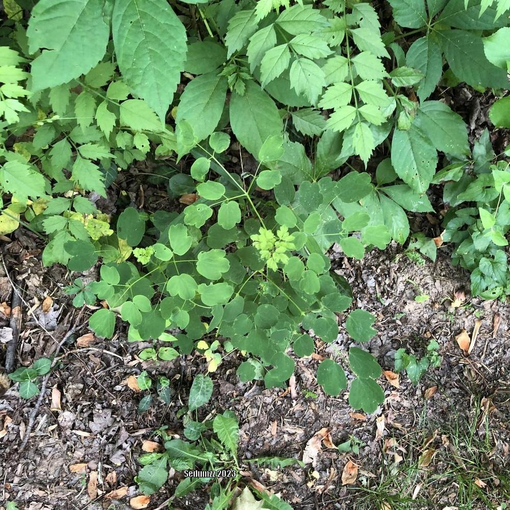 Photo of the entire plant of Tall Meadow Rue (Thalictrum pubescens ...