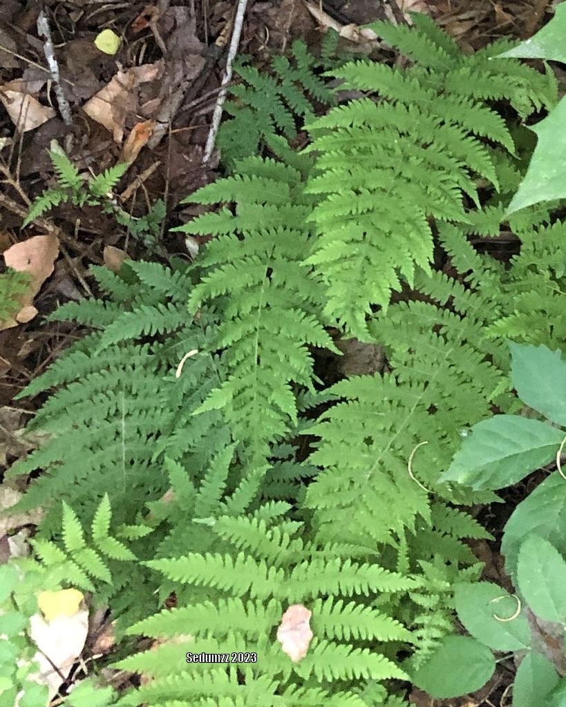 New York Fern (Amauropelta noveboracensis) - Garden.org