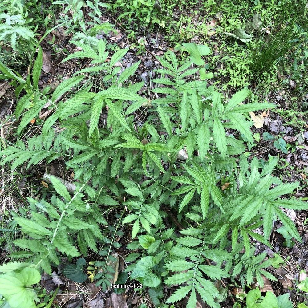 Photo of the entire plant of Swamp Agrimony (Agrimonia parviflora ...