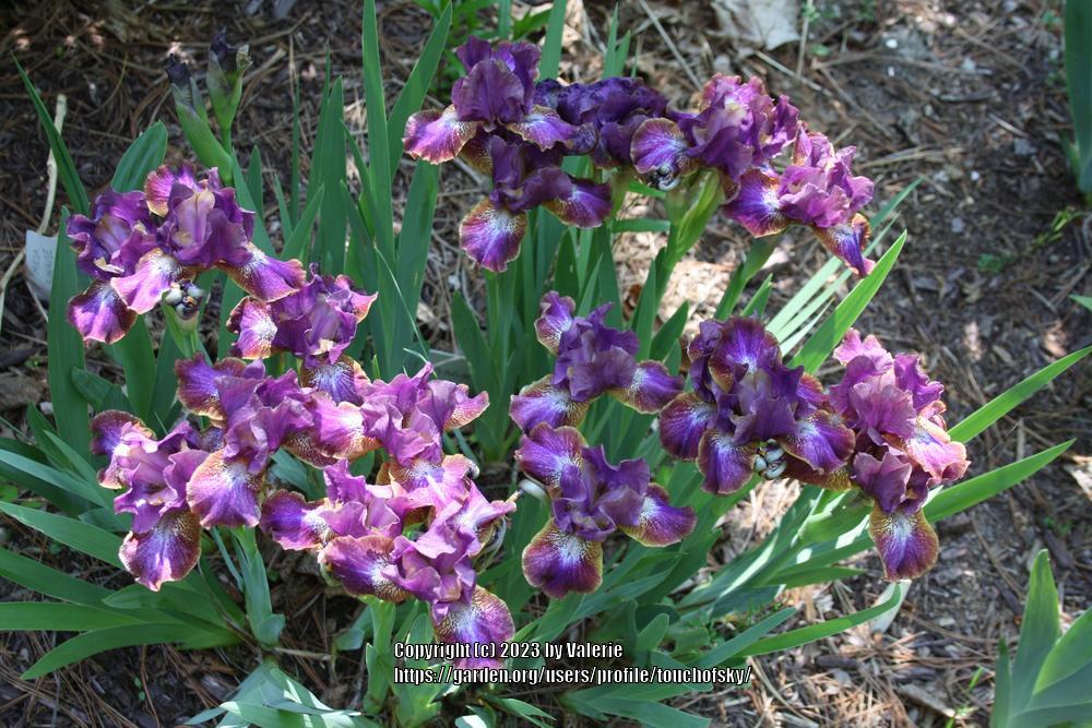 Photo of the entire plant of Standard Dwarf Bearded Iris (Iris 'Magneto ...
