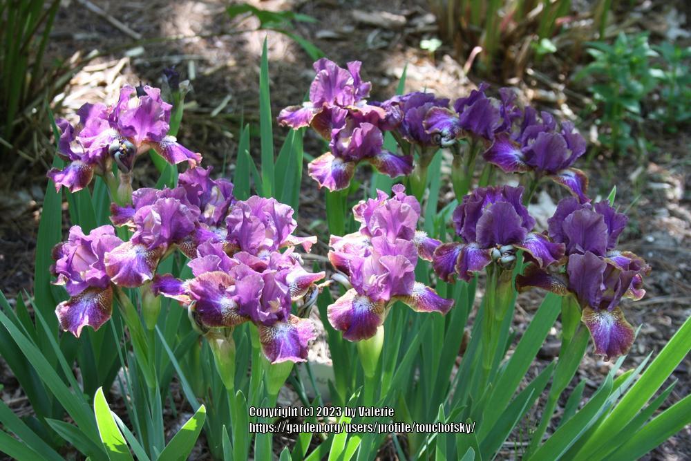 Photo of the entire plant of Standard Dwarf Bearded Iris (Iris 'Magneto ...