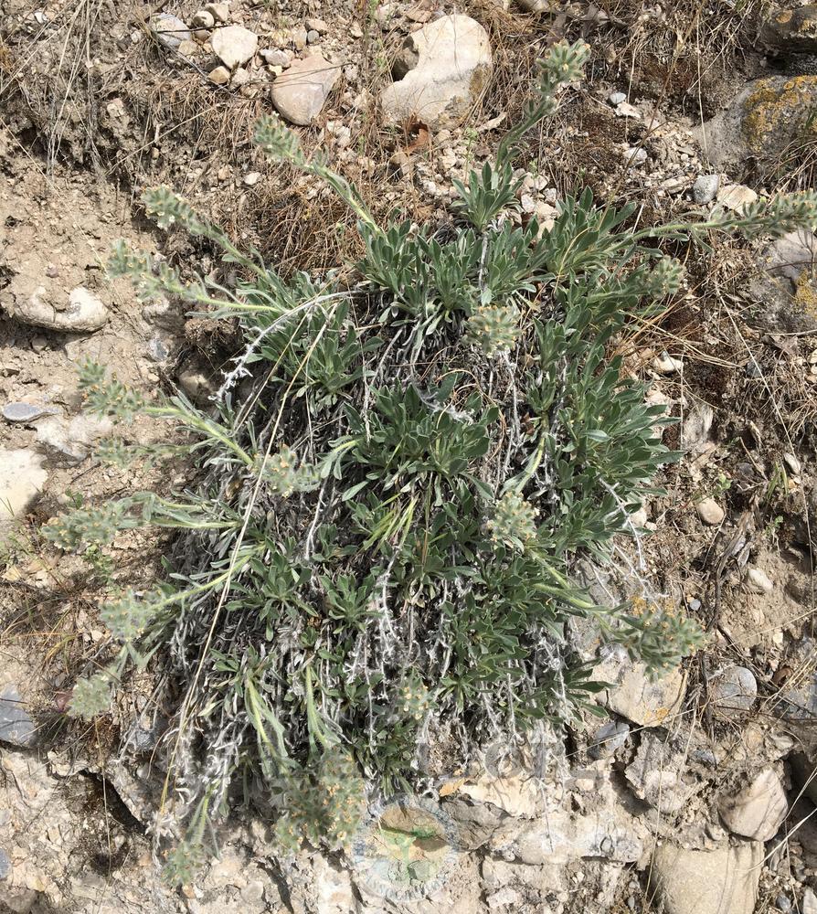 Photo of the entire plant of Roundspike Cryptantha (Oreocarya humilis ...