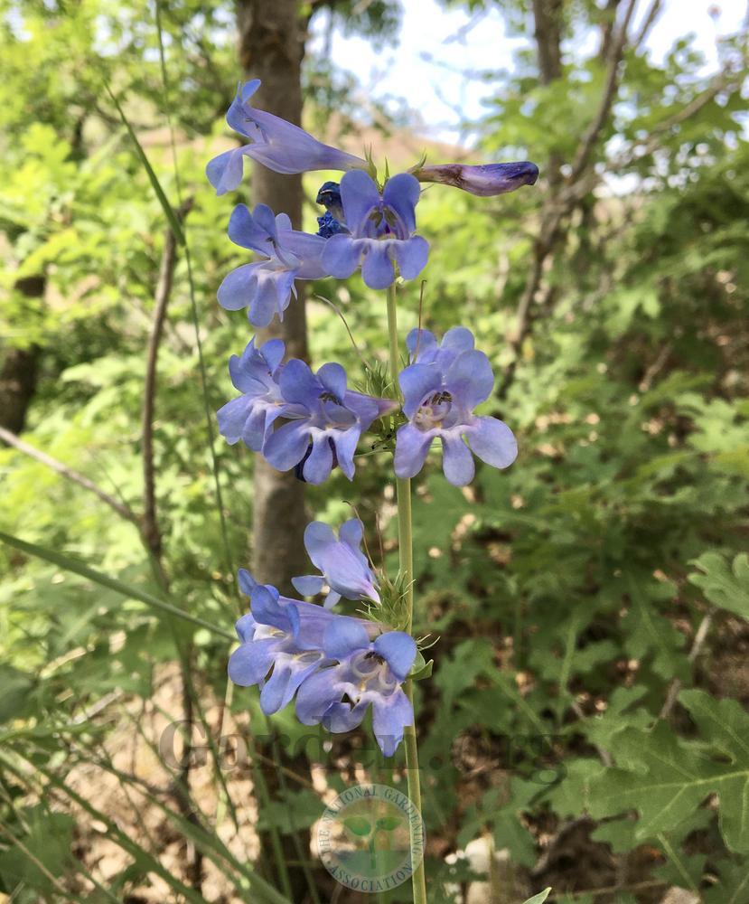 Photo of the bloom of Wasatch Beardtongue (Penstemon cyananthus var ...