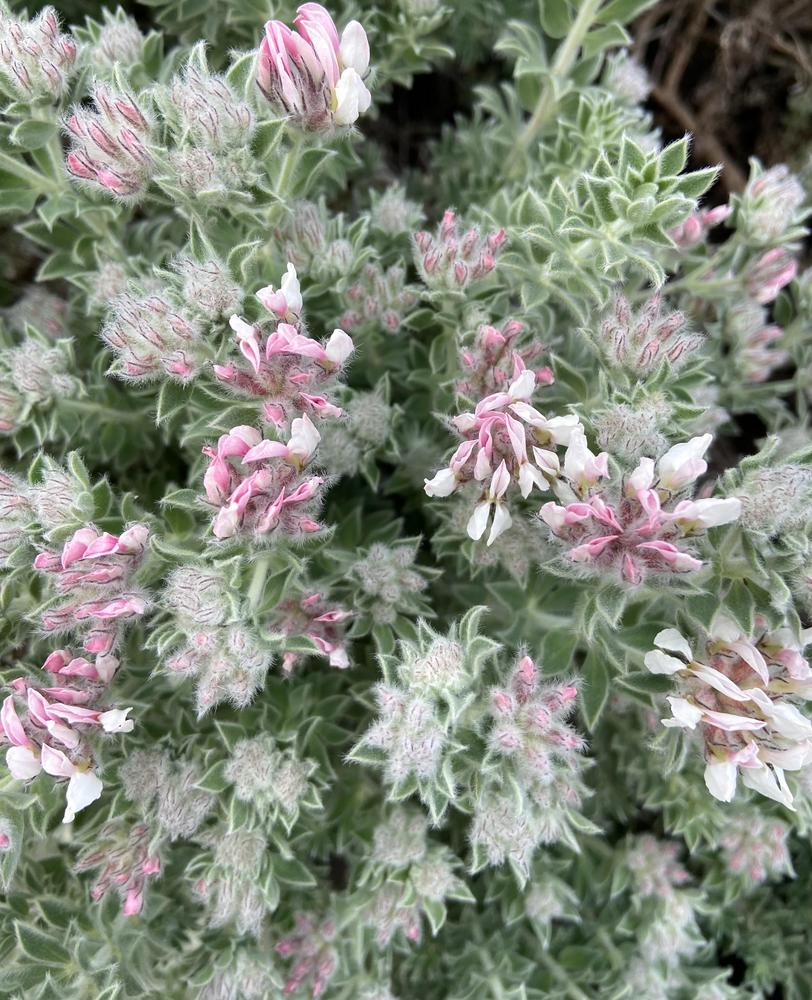 Hairy Canary Clover (Lotus hirsutus) - Garden.org