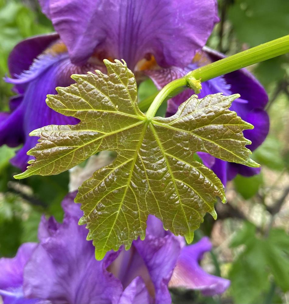 Fox Grape (Vitis labrusca 'Marquis') in the Grapes Database - Garden.org