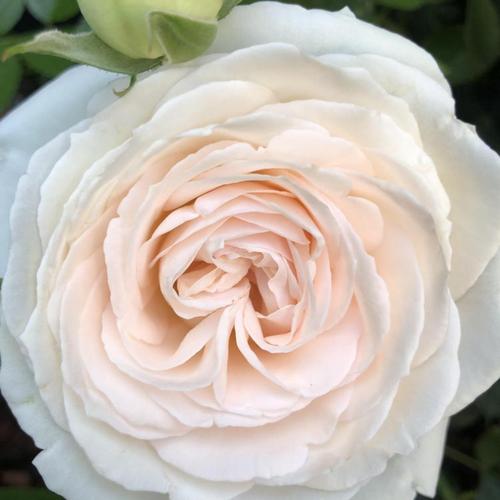 Rose (Rosa 'White Eden') in the Roses Database - Garden.org