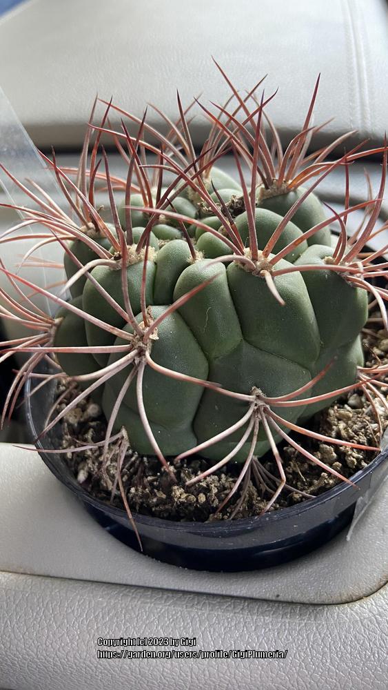 Photo of the thorns, spines, prickles or teeth of Giant Chin Cactus ...