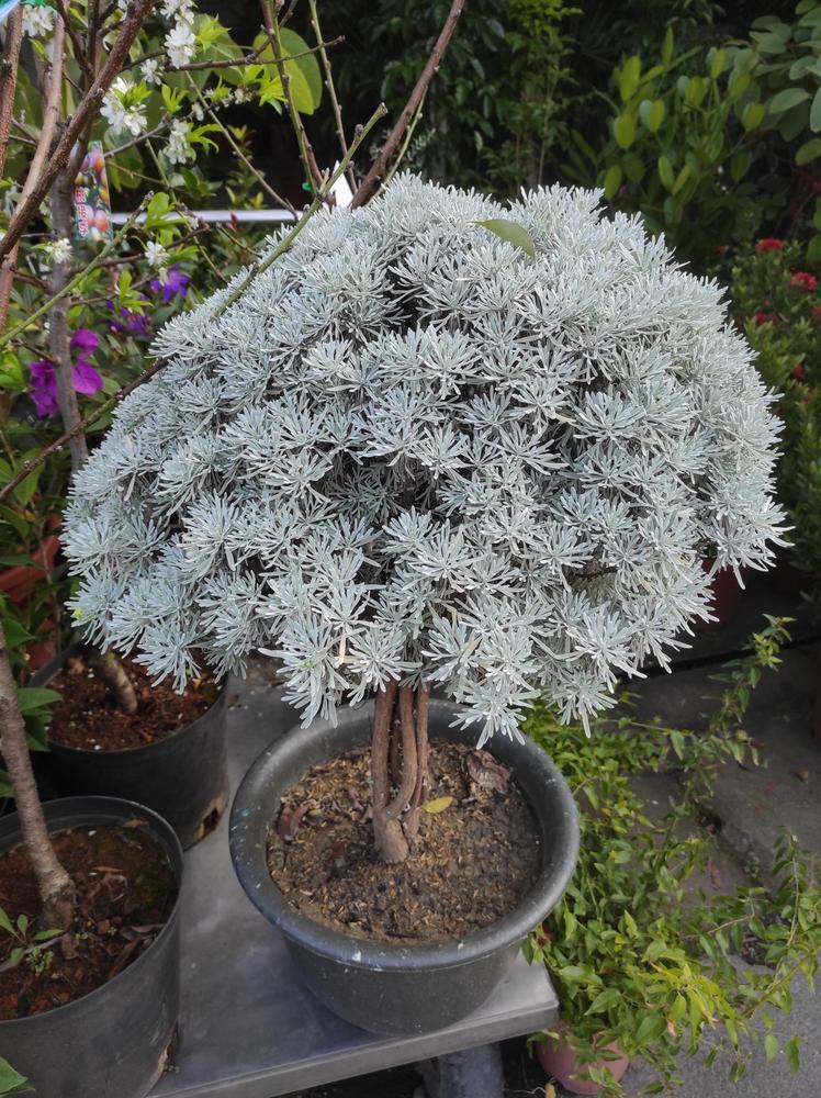 Photo of the entire plant of Chinese Wormwood (Crossostephium chinense ...