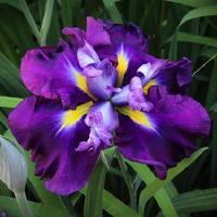 Photo of the bloom of Japanese Iris (Iris ensata Dinner Plate™ Blueberry Pie) posted by LoriMT ...