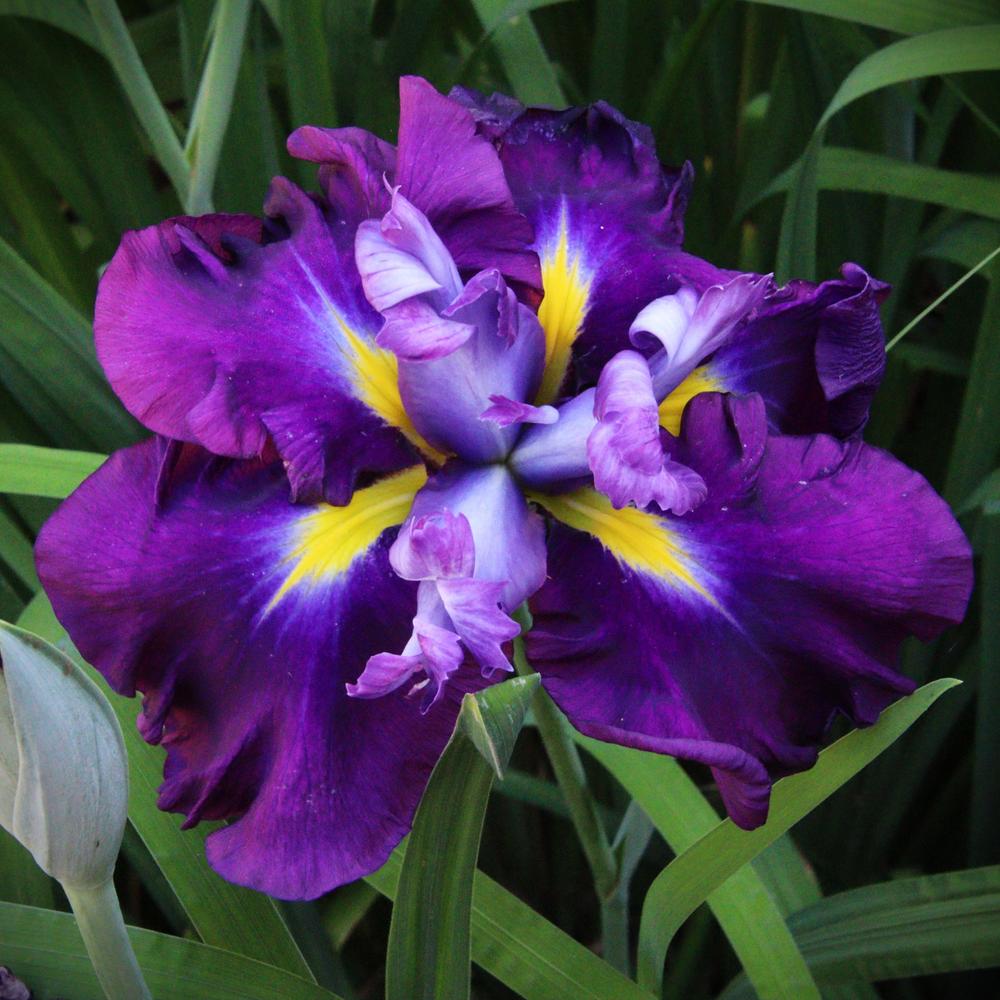 Photo of the bloom of Japanese Iris (Iris ensata Dinner Plate ...