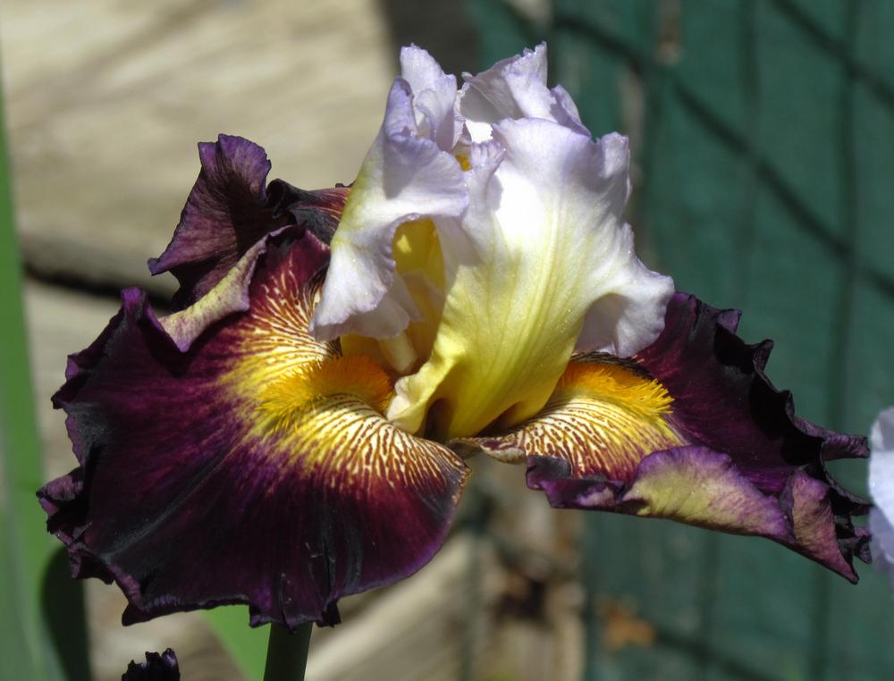 Photo of the bloom of Tall Bearded Iris (Iris 'Shadow Bands') posted by ...