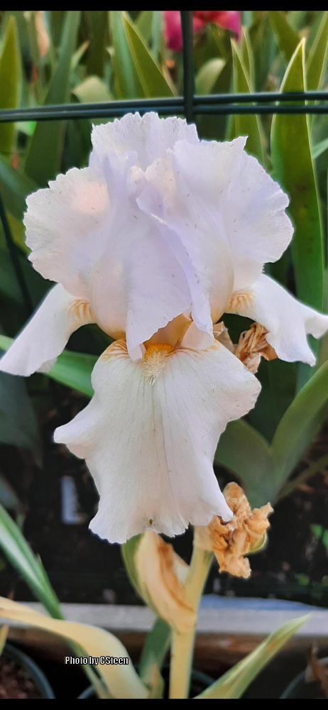 Photo of the bloom of Tall Bearded Iris (Iris 'Zebra Milk') posted by ...
