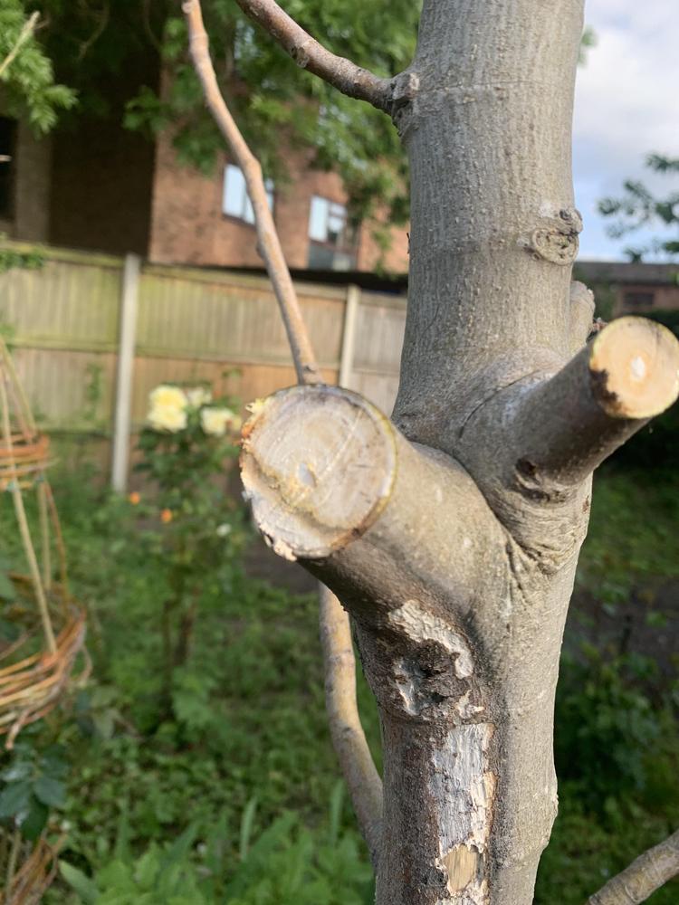 Fig tree dieback in the Ask a Question forum - Garden.org