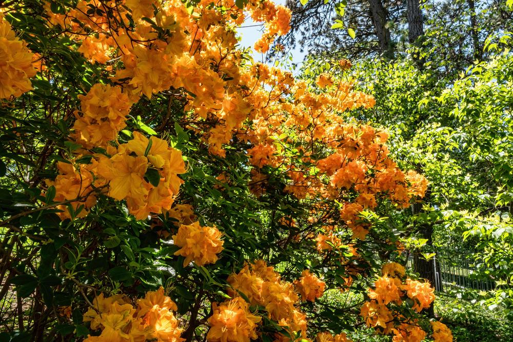 Photo of the entire plant of Exbury Azalea (Rhododendron 'Klondyke ...