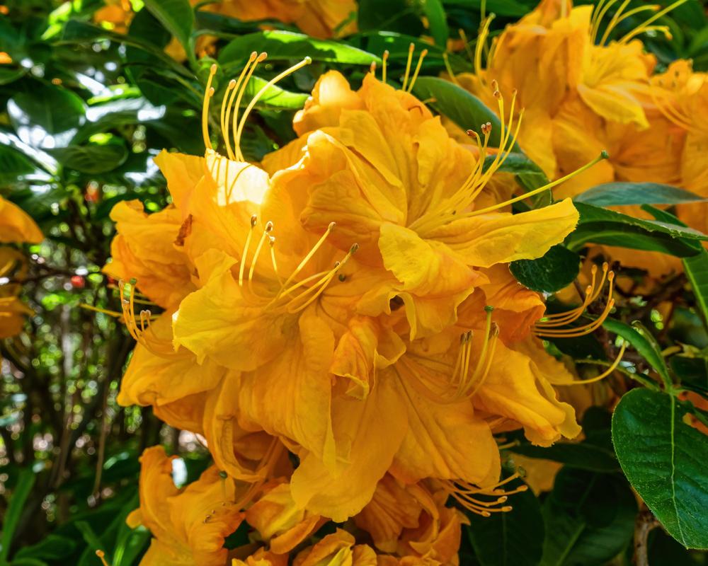 Photo of the bloom of Exbury Azalea (Rhododendron 'Klondyke') posted by ...