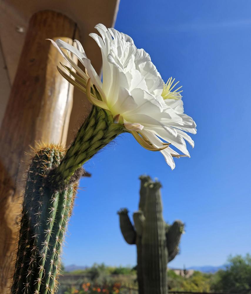 Photo of the bloom of White Torch Cactus (Soehrensia spachiana) posted ...