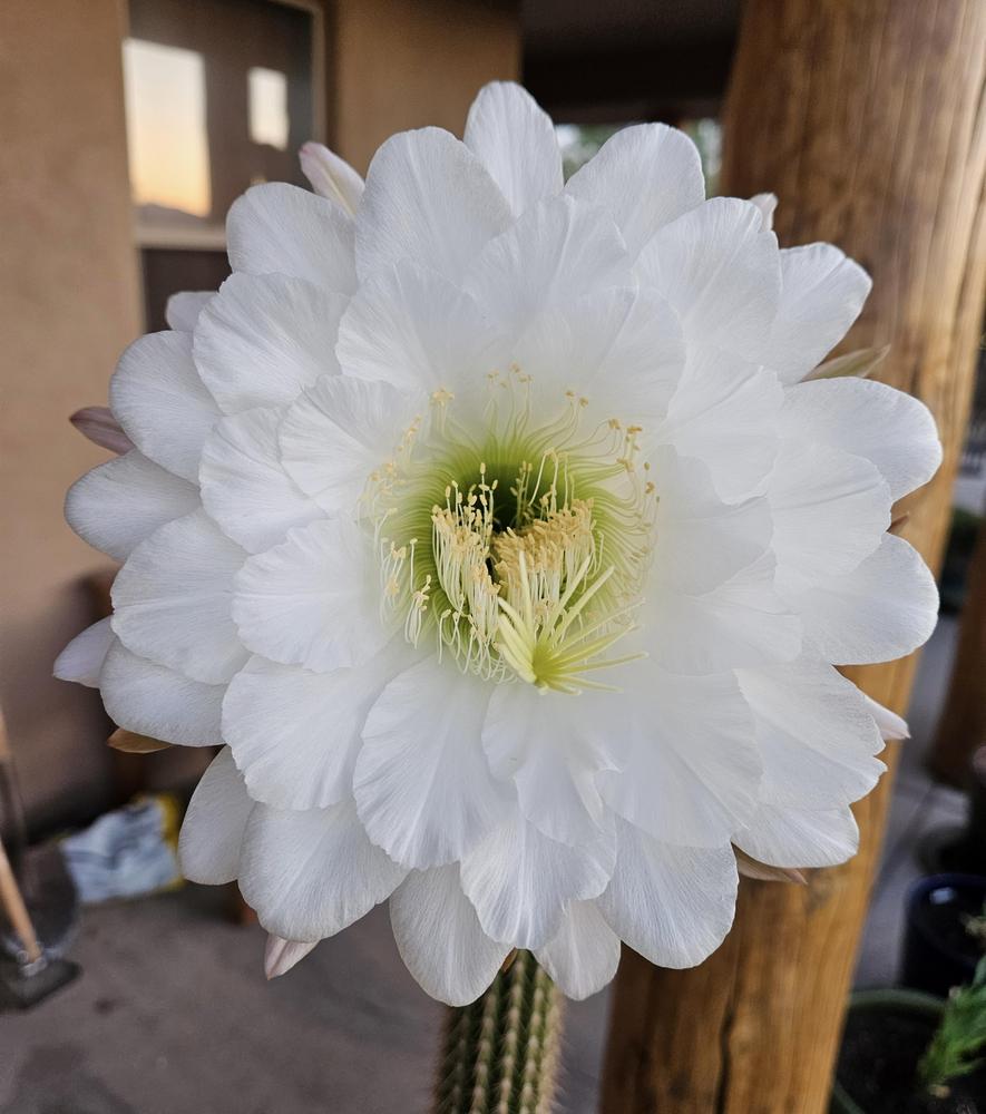 Photo of the bloom of White Torch Cactus (Soehrensia spachiana) posted ...