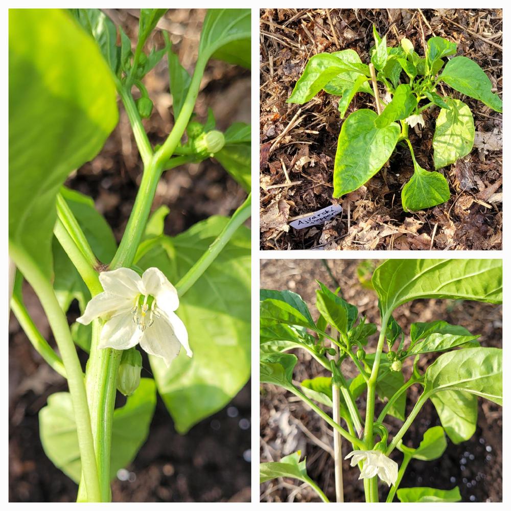 Photo of the bloom of Sweet Pepper (Capsicum annuum 'Ajvarski') posted ...